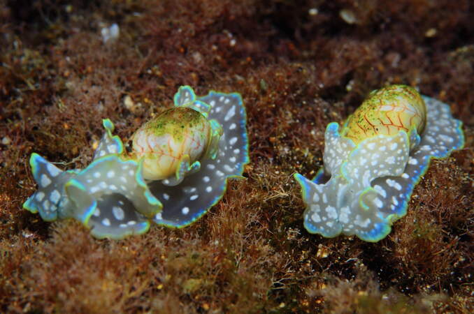 Les plus beaux mollusques - GEO