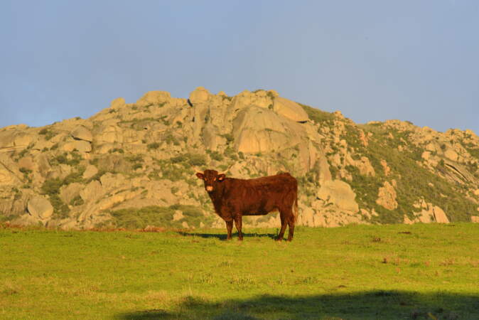 Les plus belles photos de Figari, bijou de la Corse - GEO