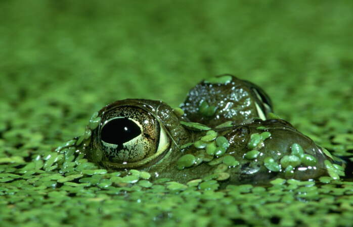 Les 10 espèces invasives les plus dangereuses en France - GEO