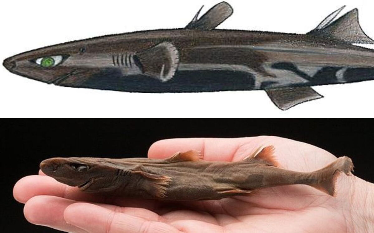 10 espèces de requins aux physiques et capacités étranges - GEO