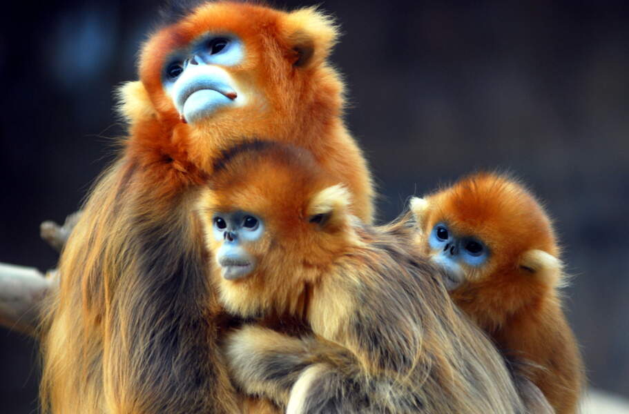 Les 10 singes les plus incroyables et étonnants - GEO