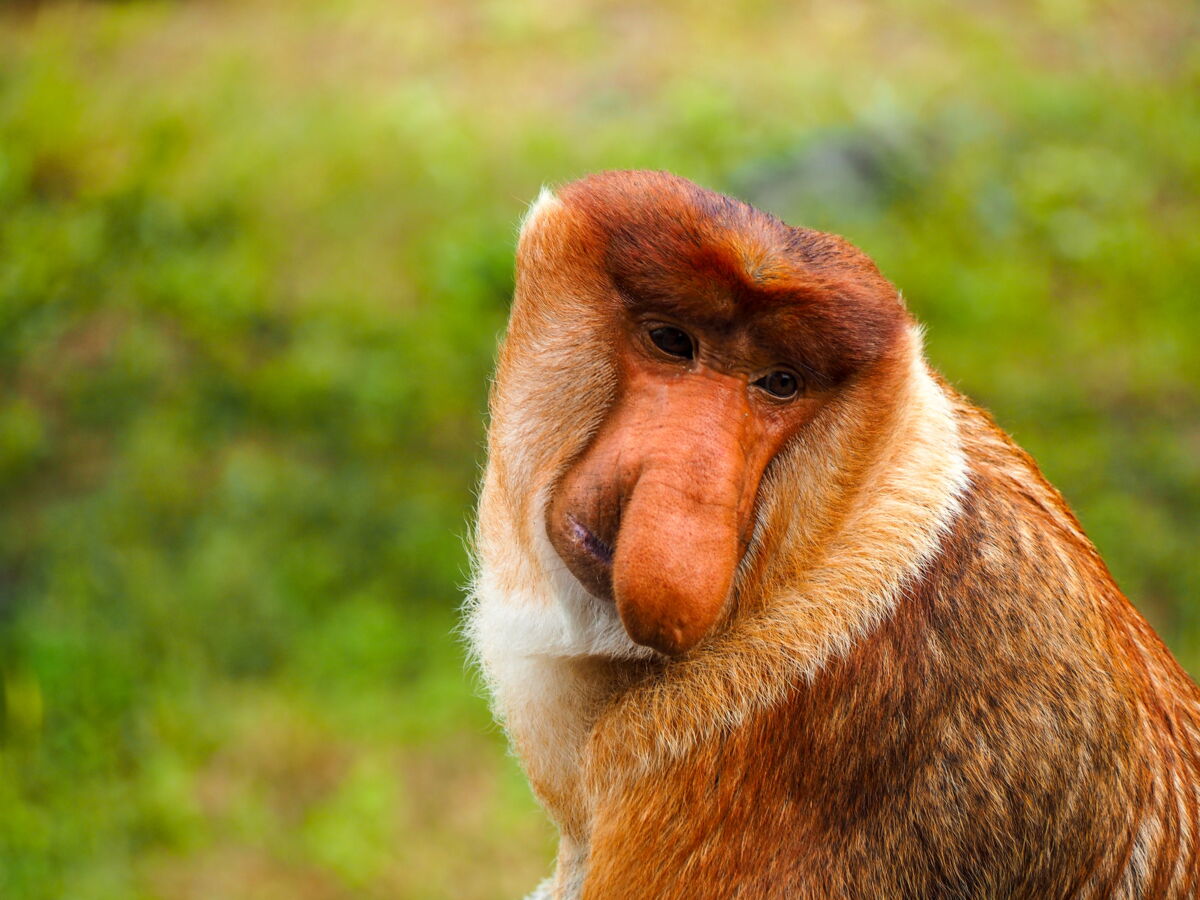 Les 10 singes les plus incroyables et étonnants - GEO