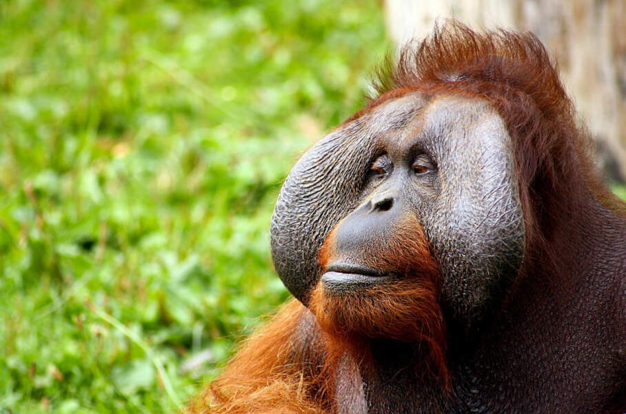 Les 10 singes les plus incroyables et étonnants - GEO