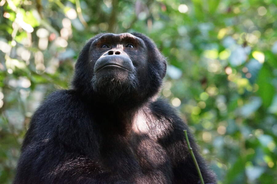 Les 10 singes les plus incroyables et étonnants - GEO