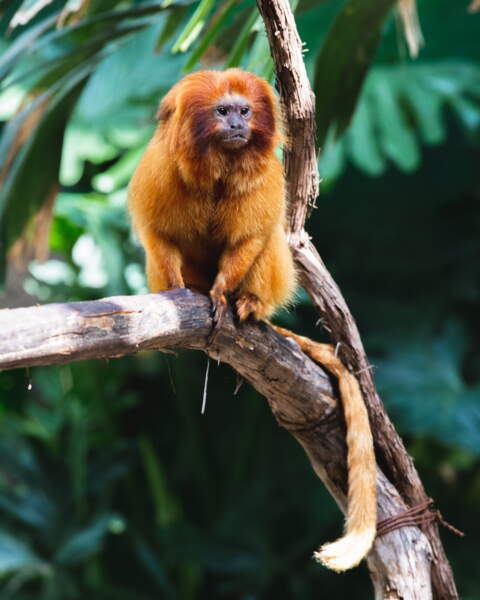 Les 10 singes les plus incroyables et étonnants - GEO