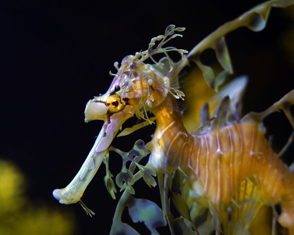 Les 10 poissons les plus étranges et fascinants - GEO