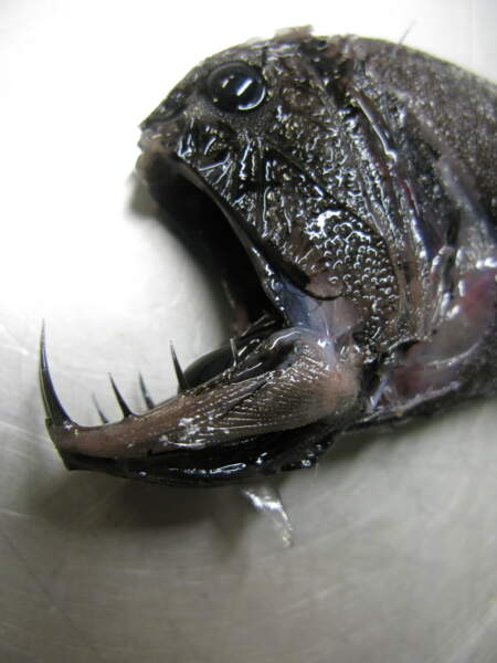 Les 10 poissons les plus étranges et fascinants - GEO