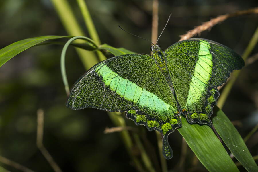 Les papillons les plus magnifiques, colorés et surprenants - GEO