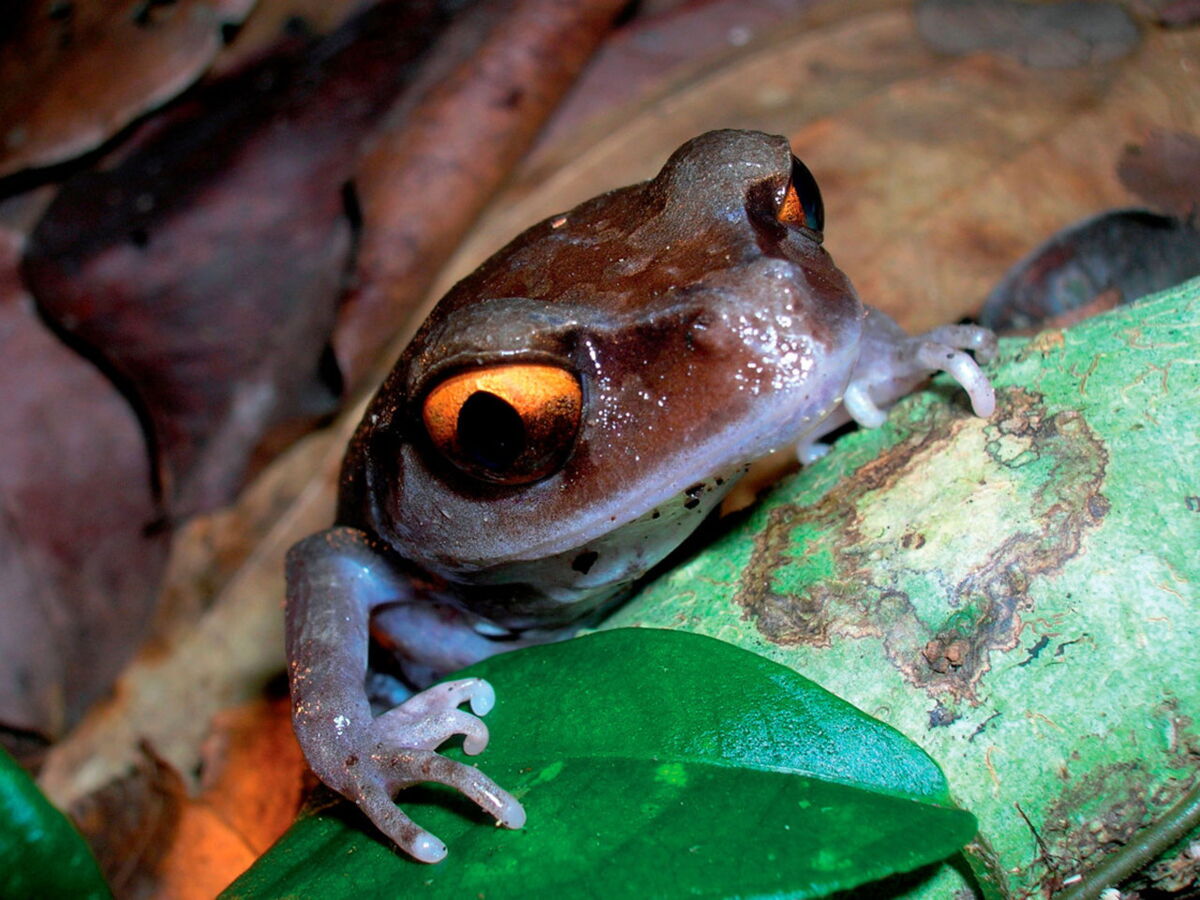 Himalaya : plus de 350 espèces découvertes en 10 ans - GEO
